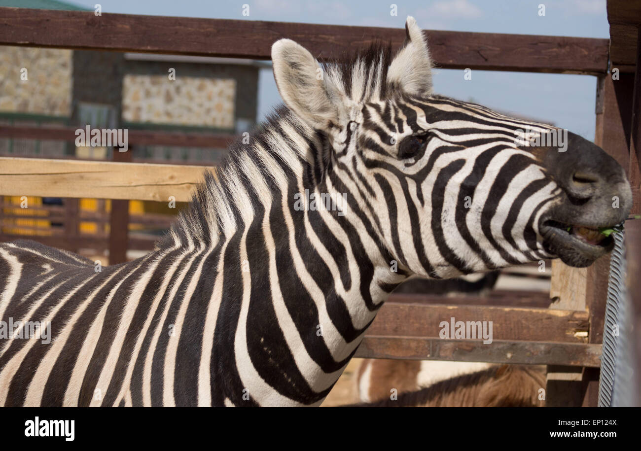 Zebra in a zoo close up Stock Photo - Alamy