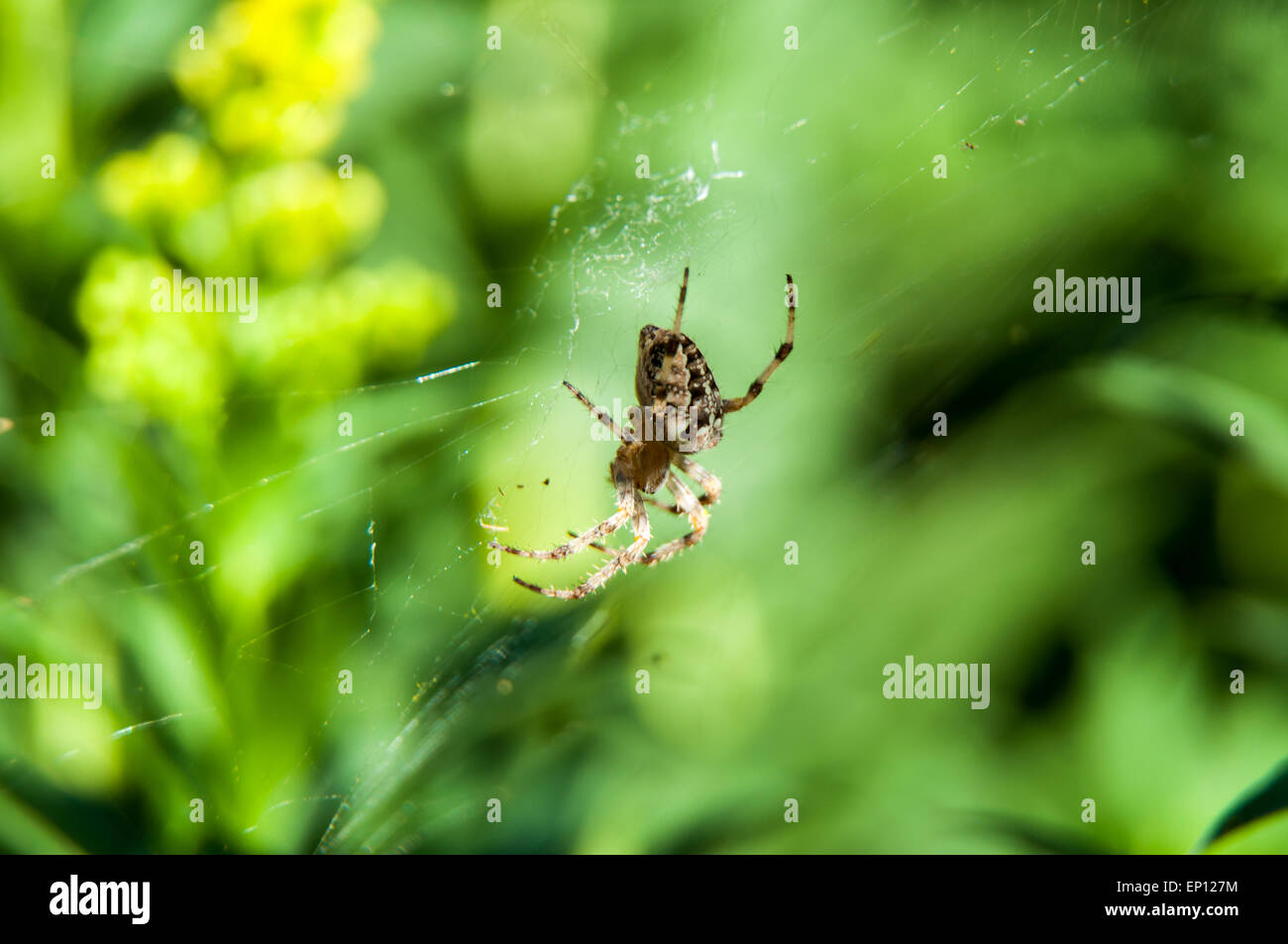 Spiders are obligate carnivores, fed primarily by insects or other ...