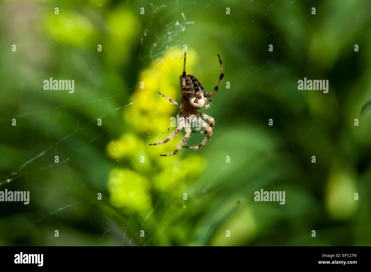 Spiders are obligate carnivores, fed primarily by insects or other ...