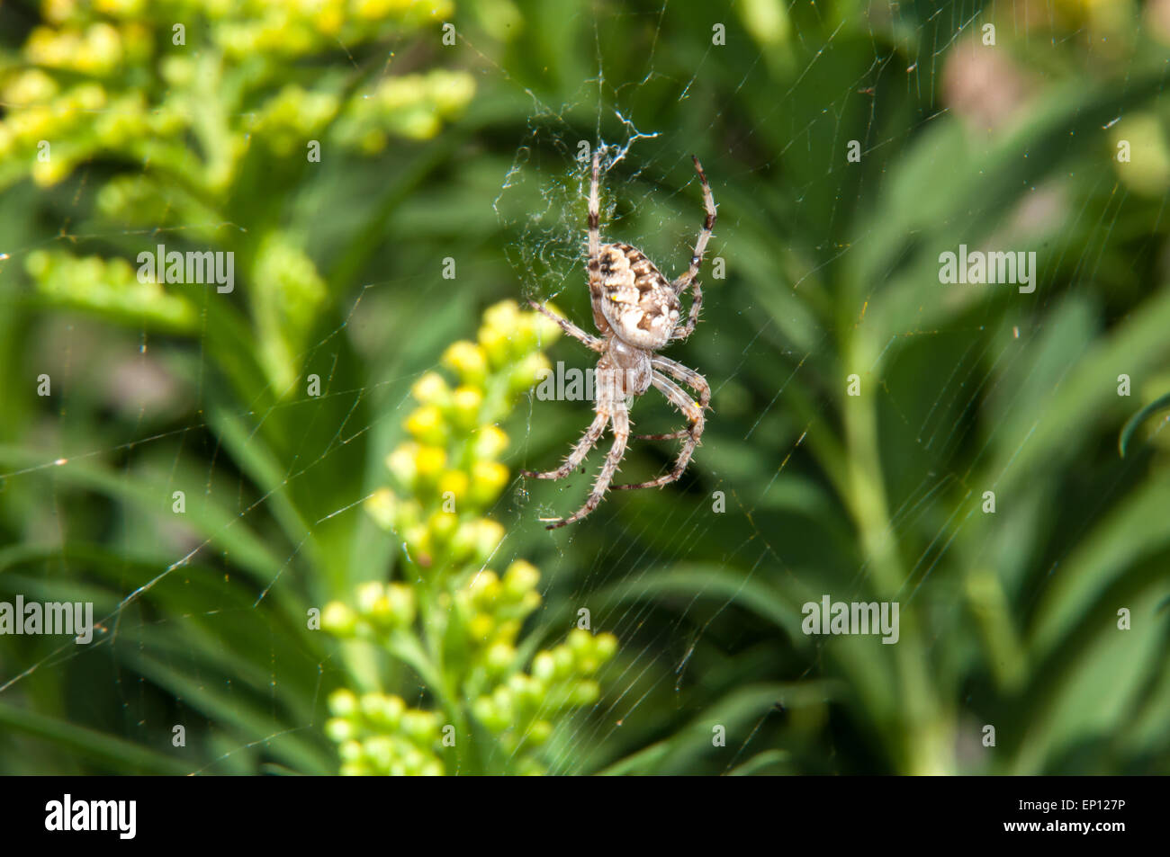 Spiders are obligate carnivores, fed primarily by insects or other ...
