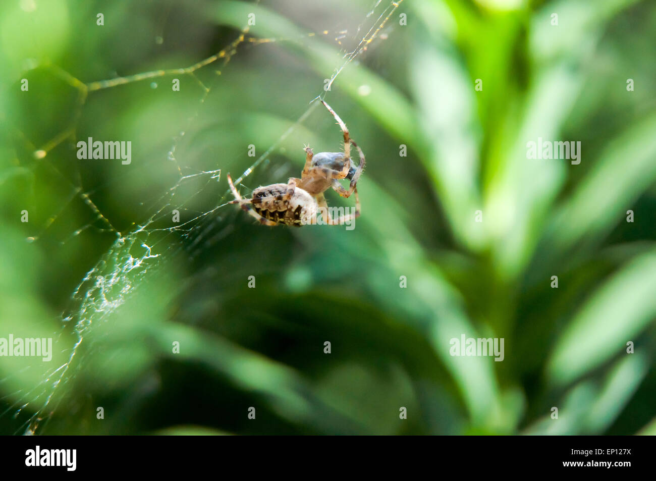Predator of other spiders hi-res stock photography and images - Alamy