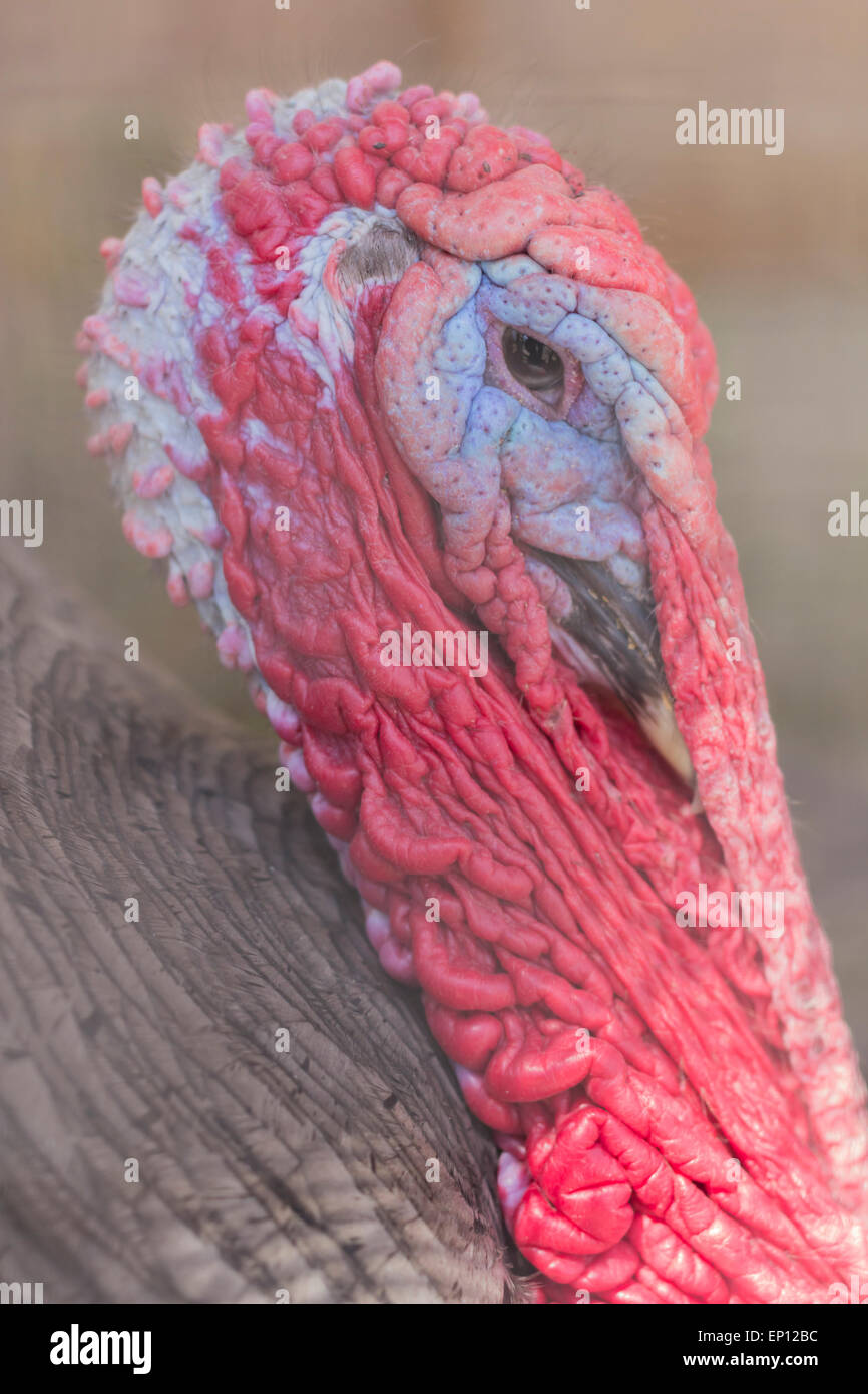 Ugly breed of Wild Turkey close up nasty and scary looking Stock Photo ...