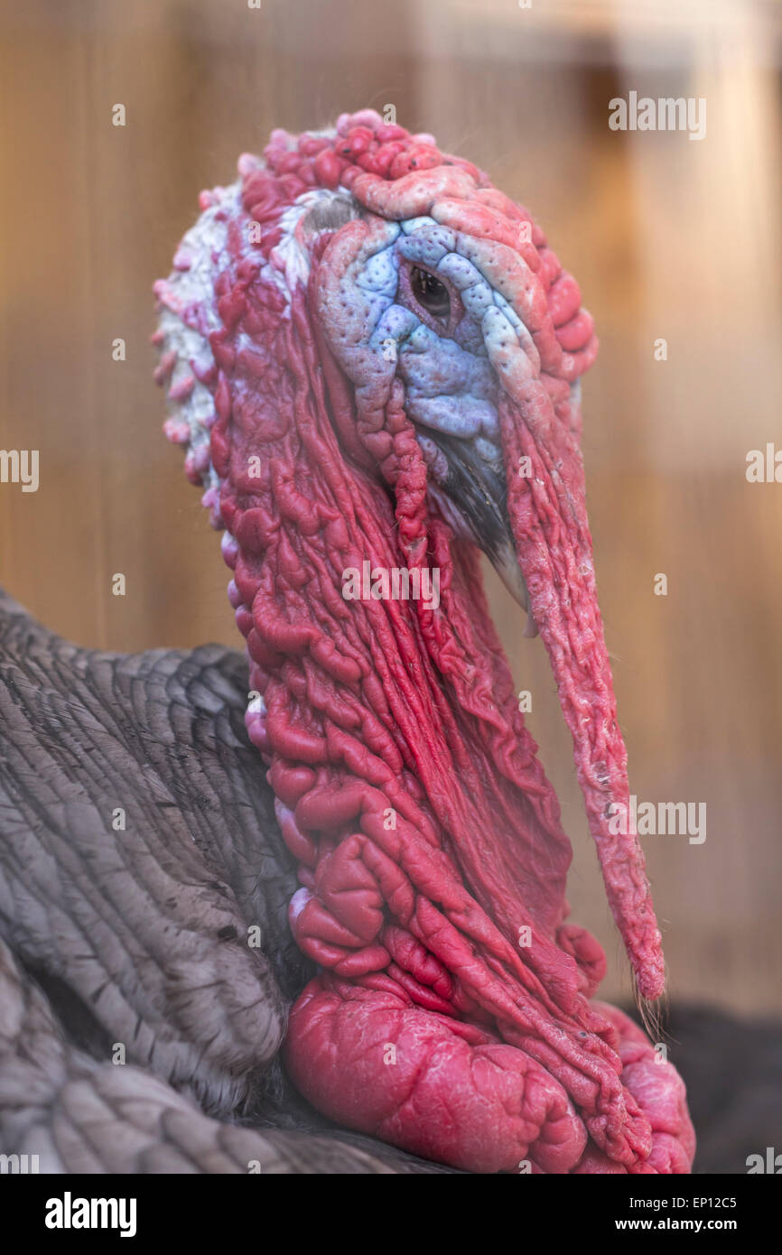 Ugly breed of Wild Turkey close up nasty and scary looking Stock Photo ...