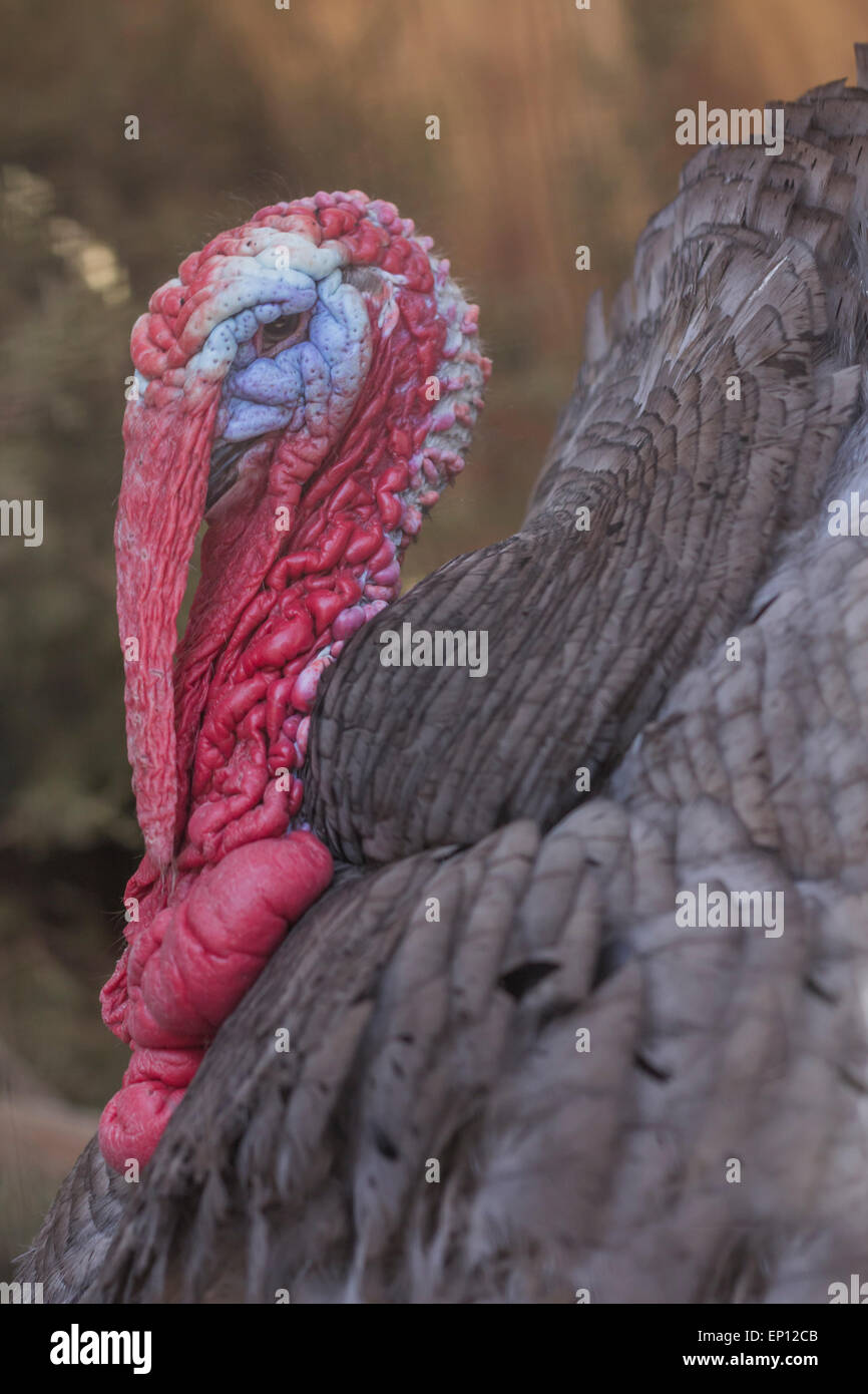 Ugly breed of Wild Turkey close up nasty and scary looking Stock Photo ...