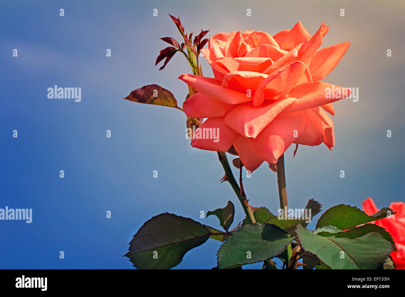 Hot pink largest flower garden rose photographed on the background of ...