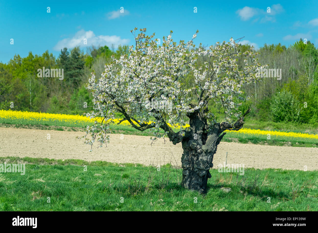 Old gnarled broken cherry tree blooming in the filed Stock Photo - Alamy