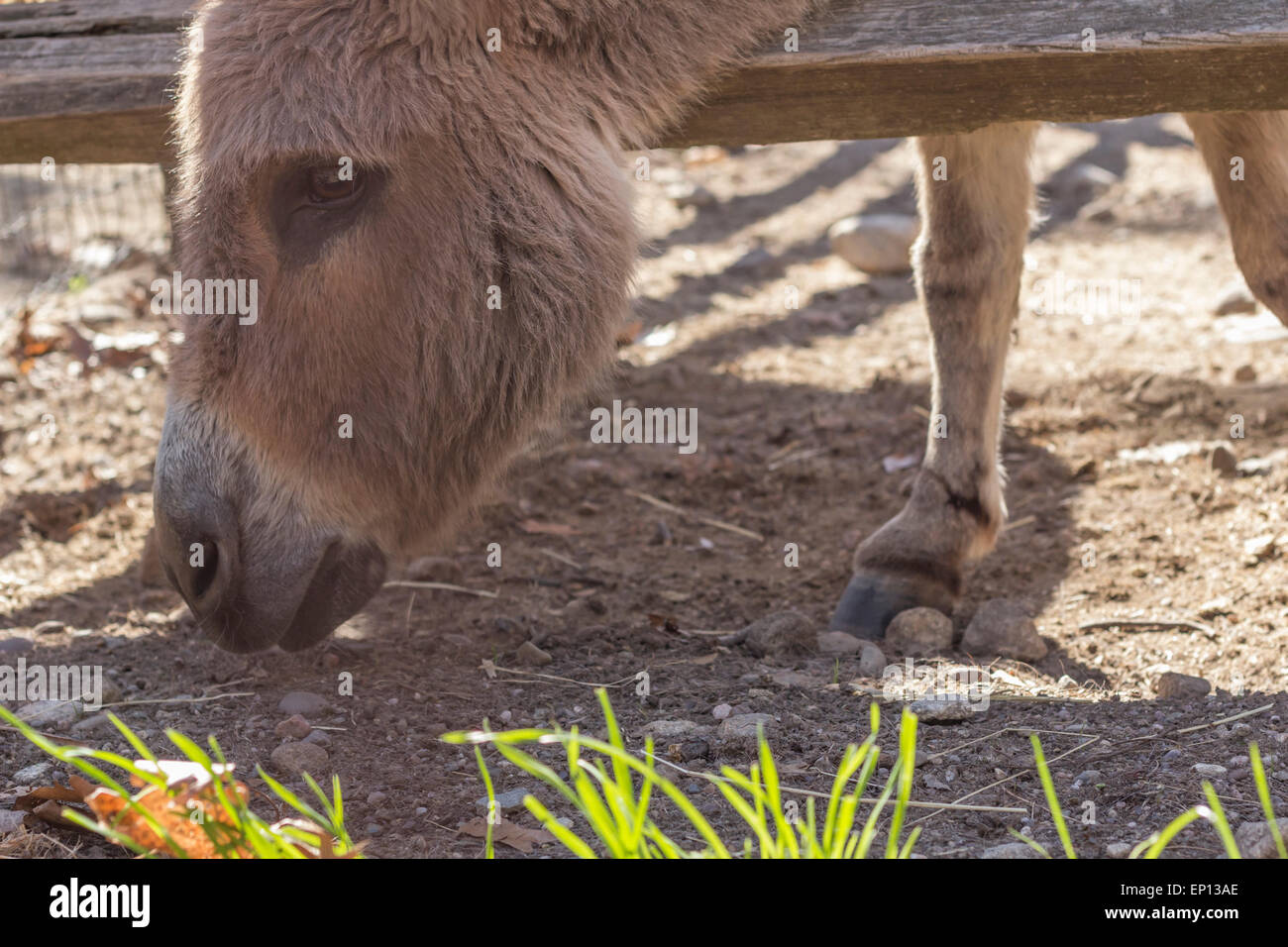 Cute donkey sticks its head between the wooden fence looking for food ...