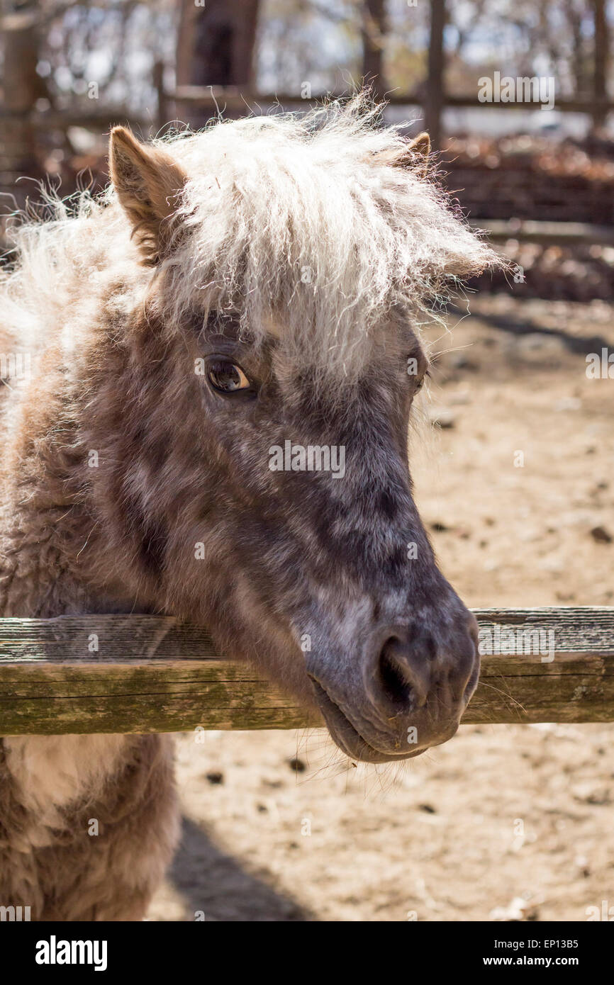 Silver mane hi-res stock photography and images - Alamy