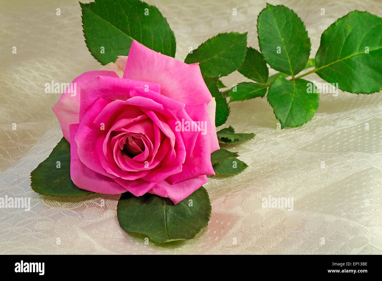 Big bright-pink rose garden with leaves lying on a white silk veil ...