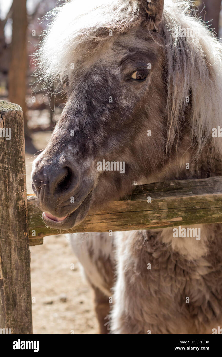 Grey pony with thick fur and silver mane looks over his fence in this ...