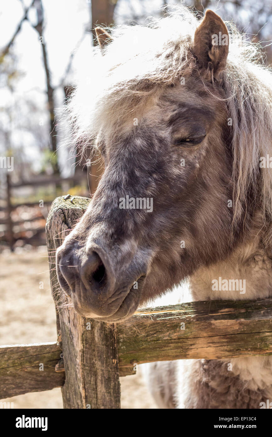 Grey pony with thick fur and silver mane looks over his fence in this ...