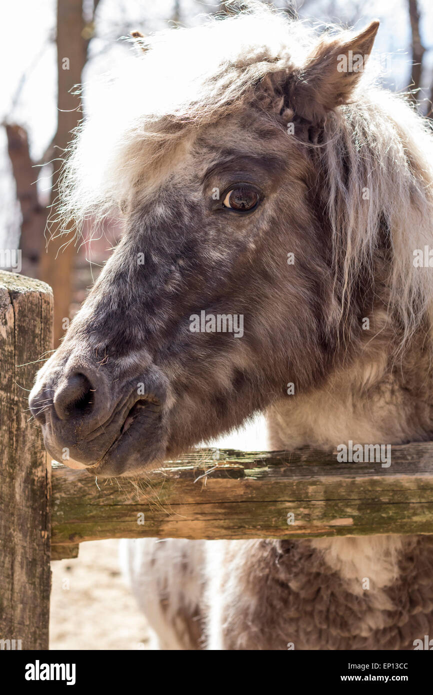 Grey pony with thick fur and silver mane looks over his fence in this ...