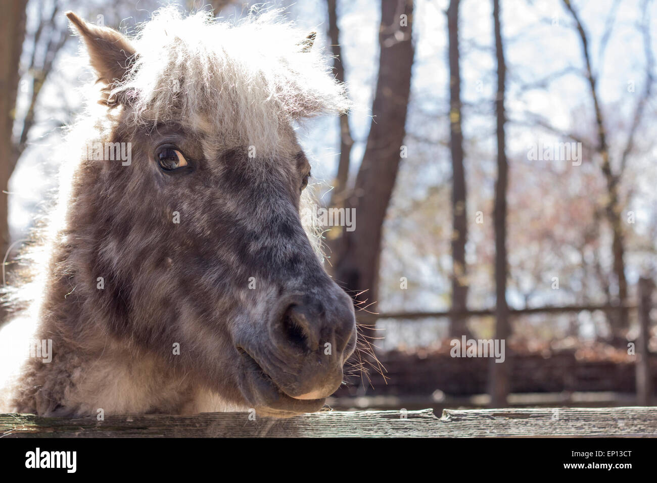Grey pony with thick fur and silver mane looks over his fence in this ...