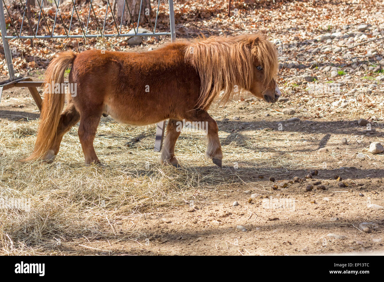 Brown pony tiptoes through farm yard in wide shot photo Stock Photo - Alamy