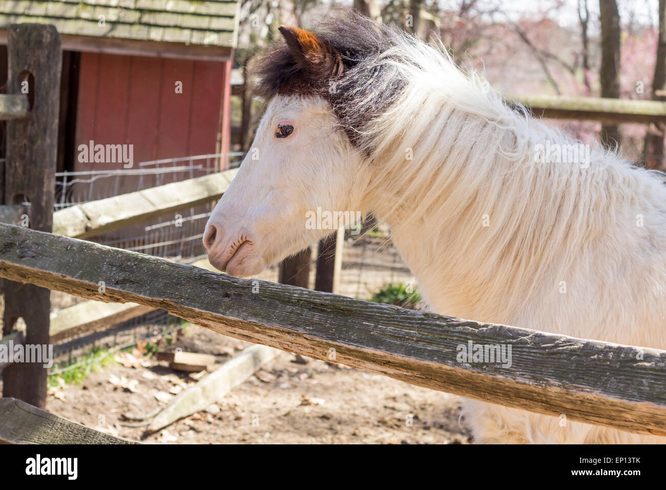 Friendly white horse in farm pen at petting zoo Stock Photo - Alamy