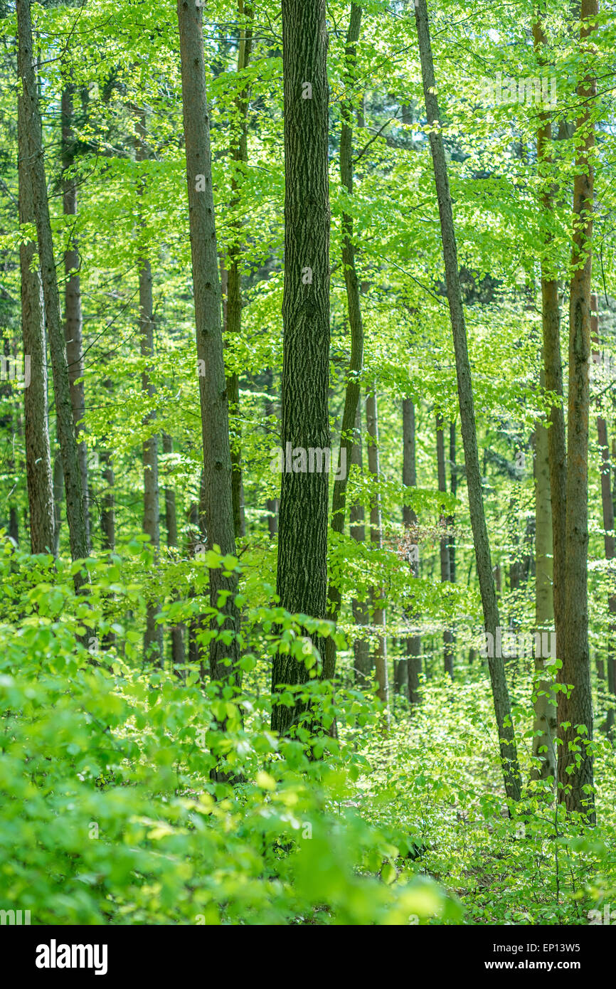 Spring bright sunlit forest young fresh green beech tree leaves canopy ...