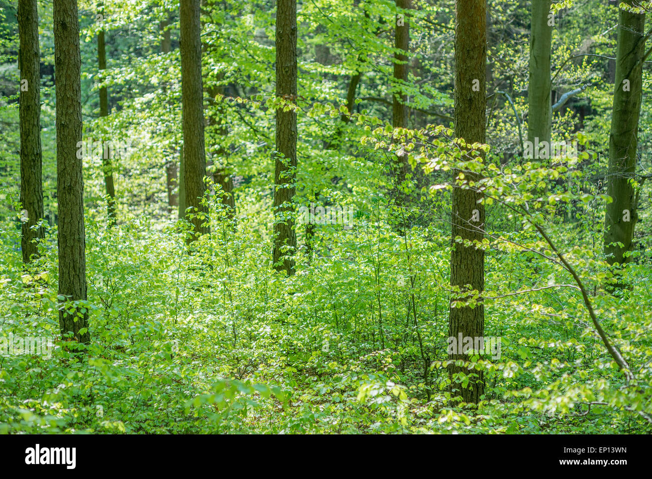 Spring bright sunlit forest young fresh green beech tree leaves canopy ...