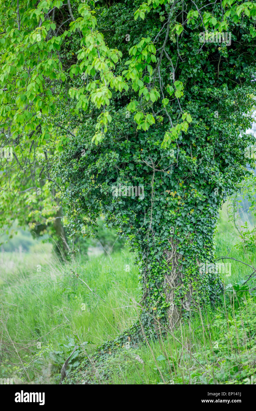 Dead old cherry tree fully covered with ivy Hedera helix Stock Photo ...