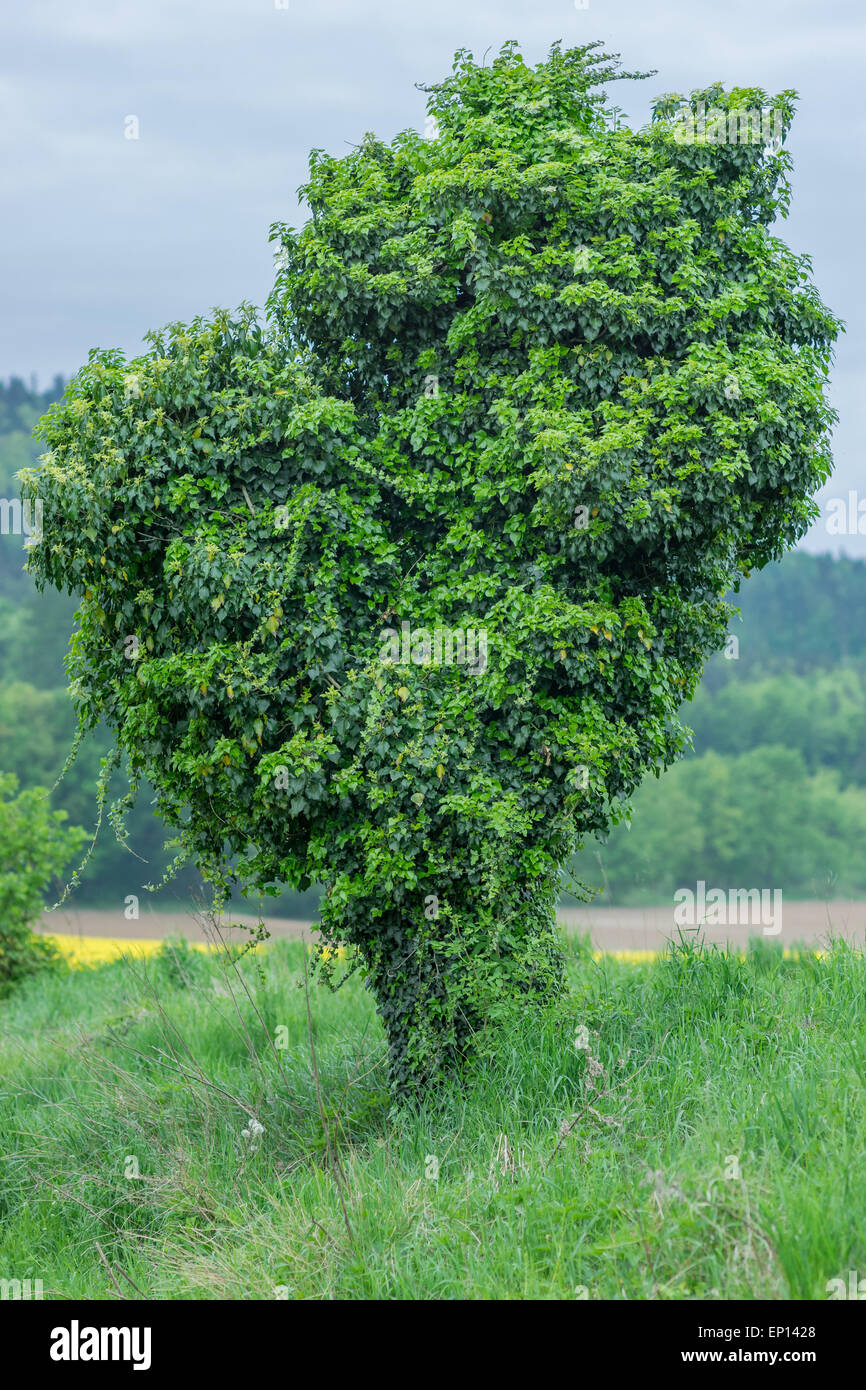 Dead old cherry tree fully covered with ivy Hedera helix Stock Photo ...