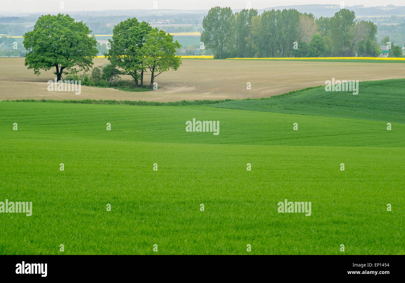 Wheat in poland hi-res stock photography and images - Alamy