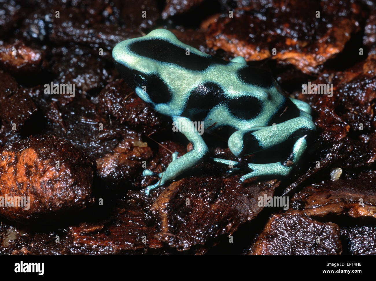 Frogs amphibian roberto nistri horizontal hi-res stock photography and ...