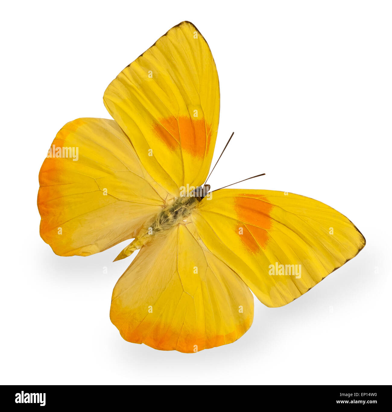 Yellow butterfly isolated on white Stock Photo - Alamy