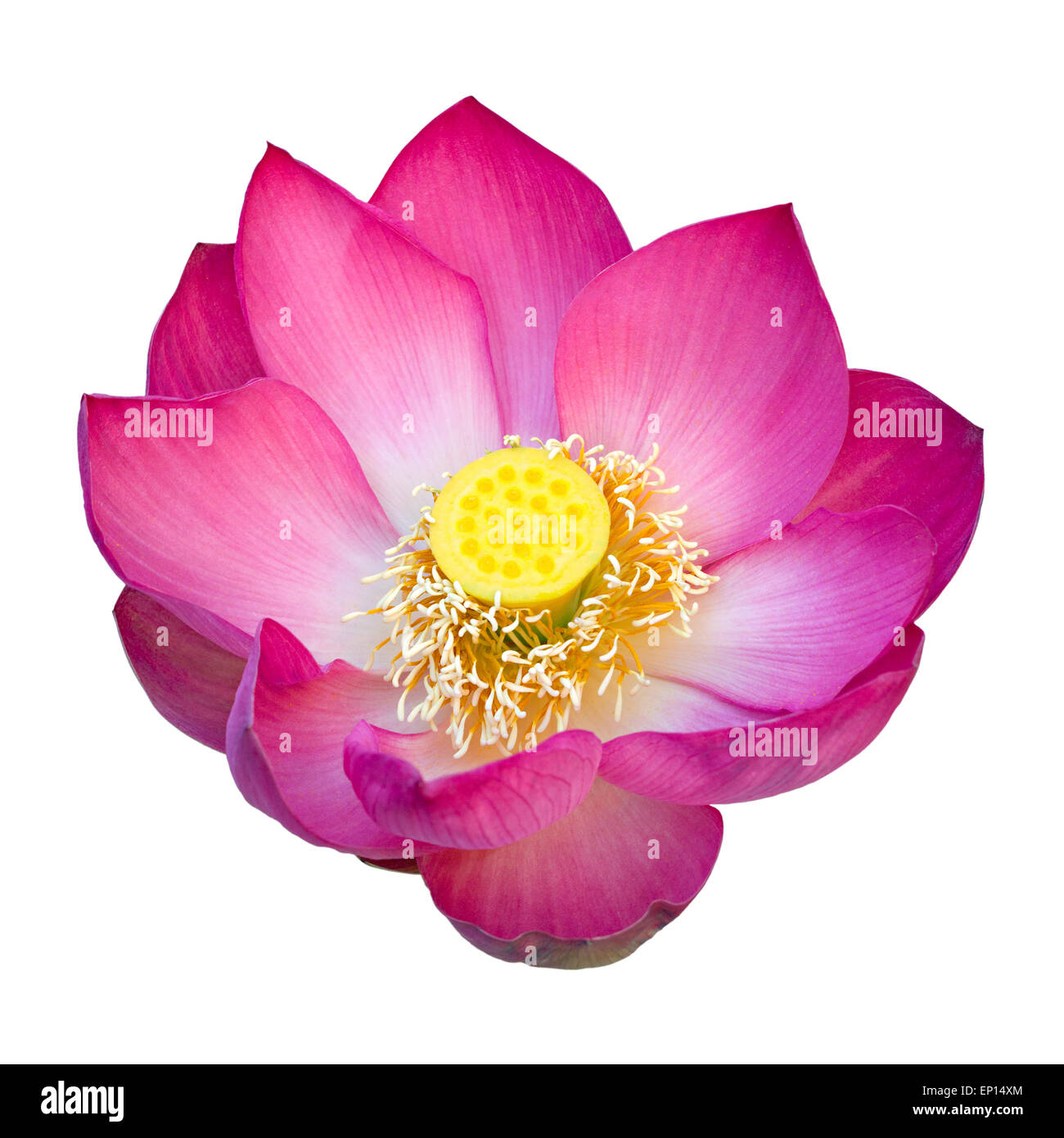 Indian lotus flower isolated on white background Stock Photo - Alamy