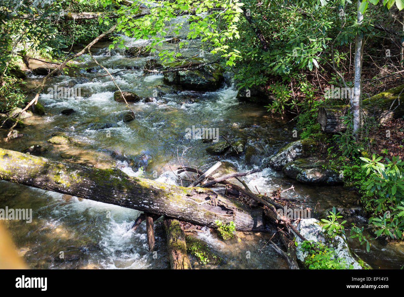 Smith Creek, Anna Ruby Falls, Chattahoochee-Oconee National Forest ...