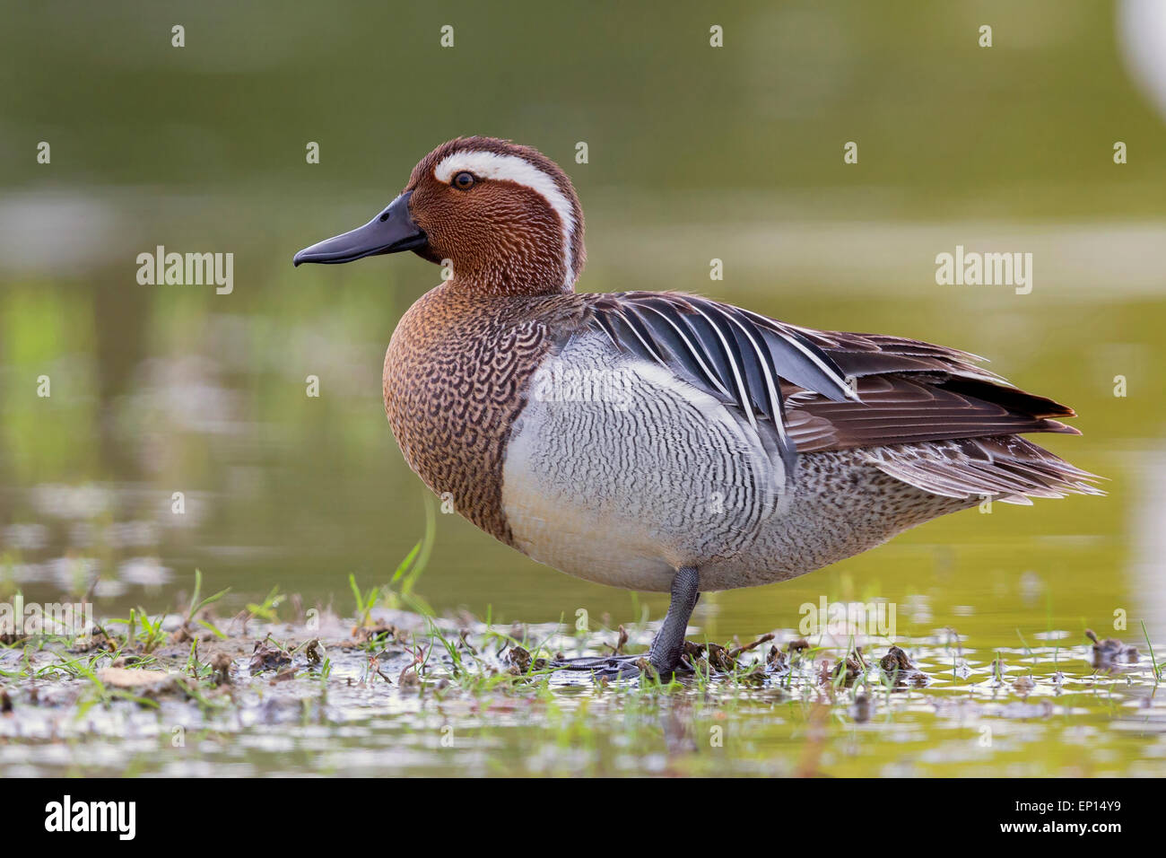 Garganey drake hi-res stock photography and images - Alamy