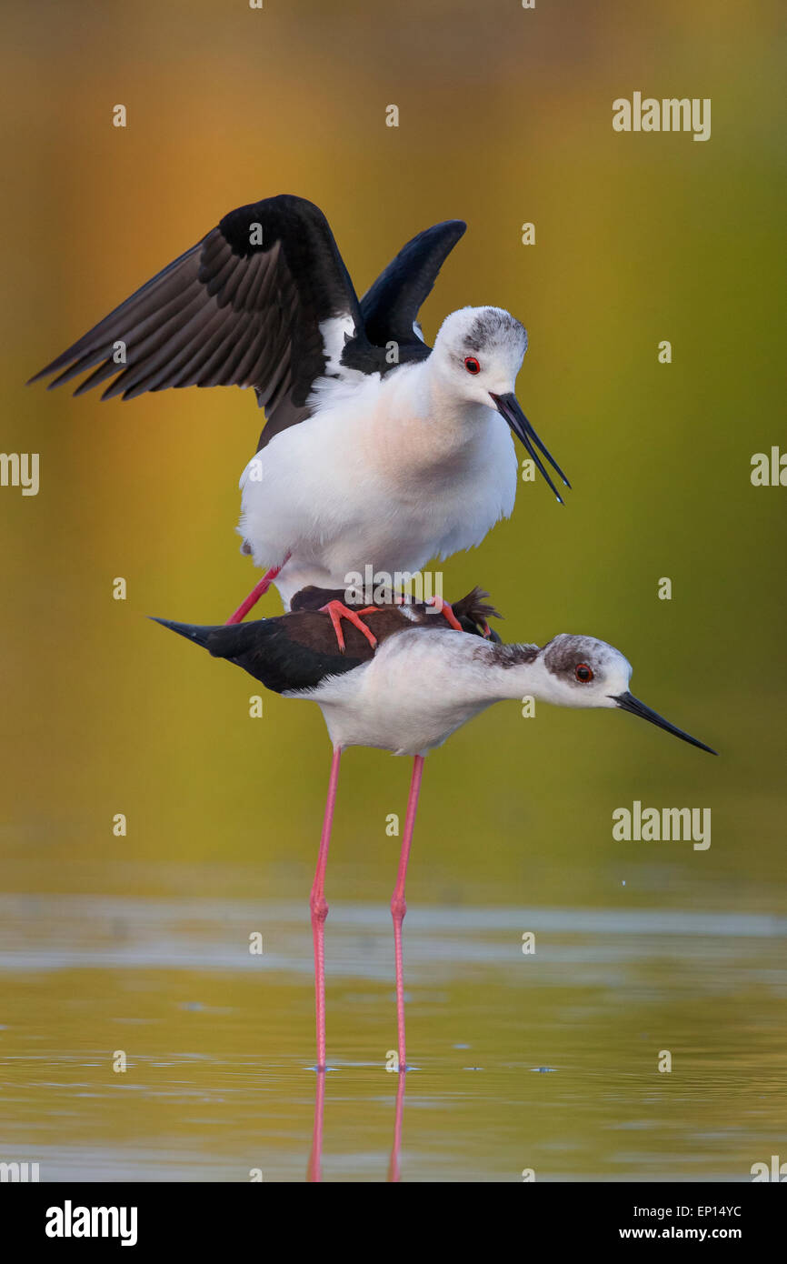 Black-winged Stilts Mating Stock Photo - Alamy