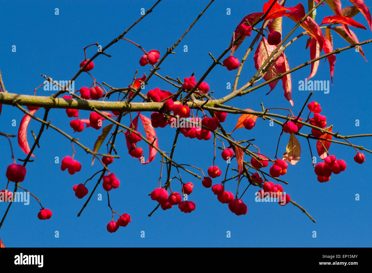 Euonymus berries hi-res stock photography and images - Alamy