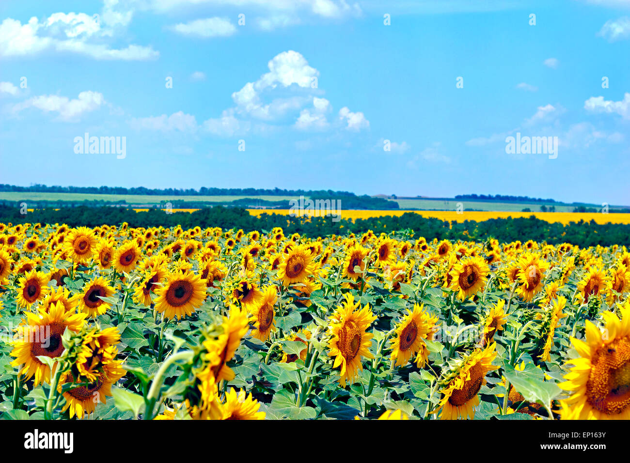 Image field with blooming sunflowers, summer landscape Stock Photo - Alamy