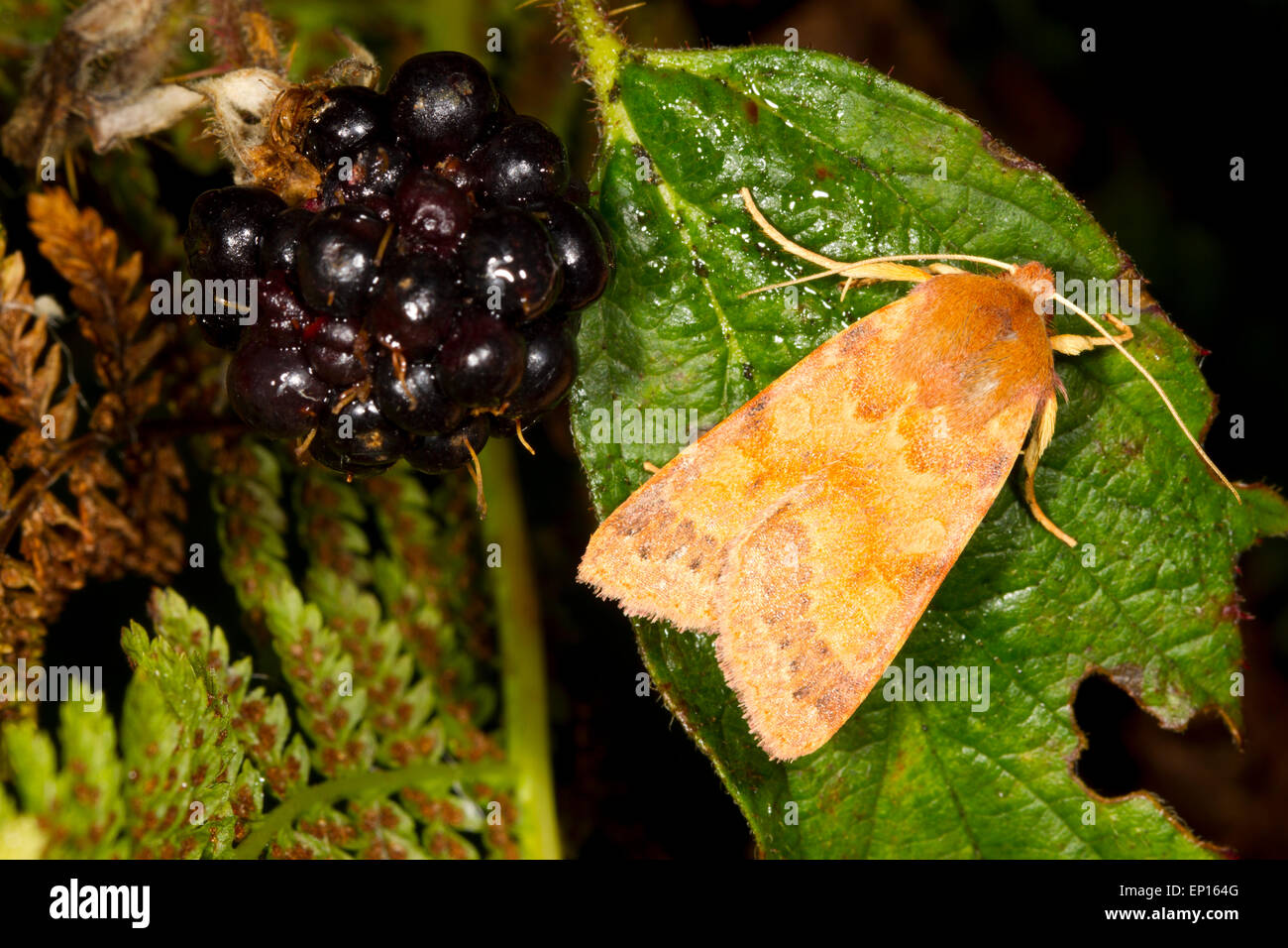 Chestnut moth hi-res stock photography and images - Alamy
