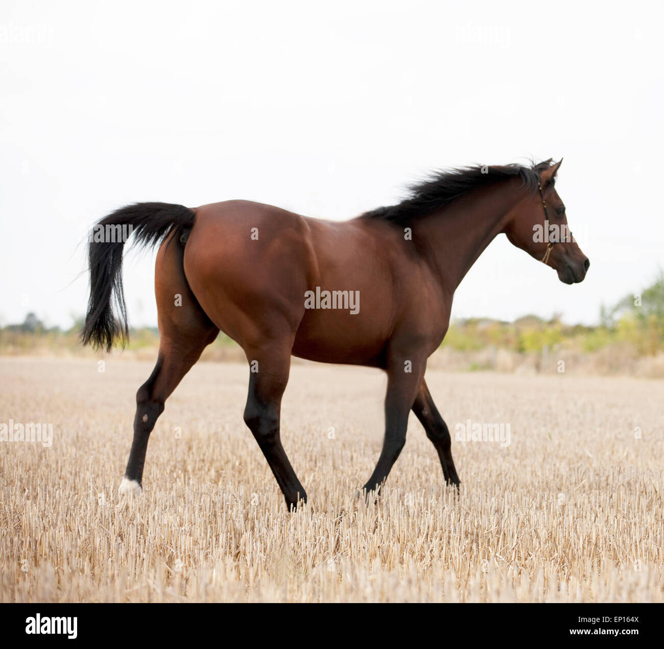 Dark Bay Arabian Horses