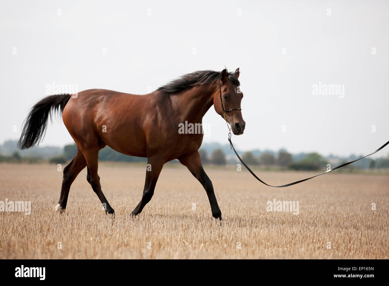 Dark Bay Arabian Horses