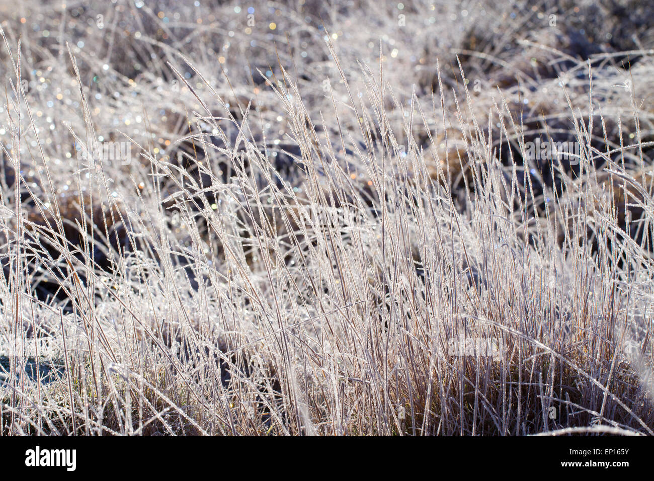 Frost on seedheads of Purple Moor Grass (Molinia caerulea) on an upland ...