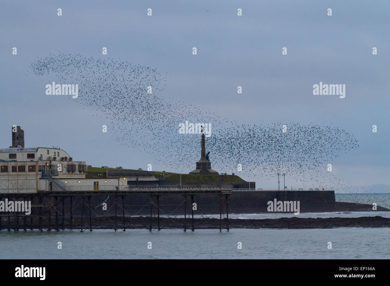 Common Starling (Sturnus vulgaris) roosting flock in flight over the ...