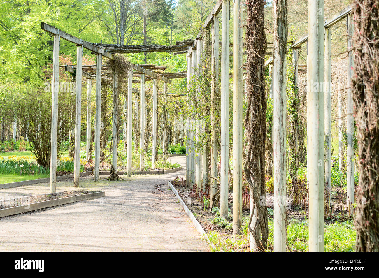 Support pillars for garden plants in spring before the plants cover ...