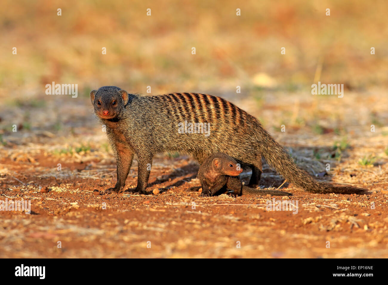 Young mungo hi-res stock photography and images - Alamy