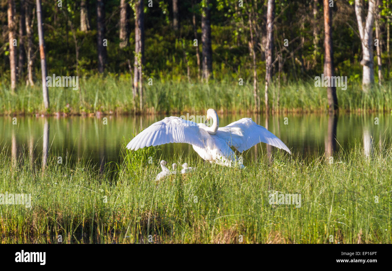 Whooper swan spreading his wings covering his three chicks at a lake in ...