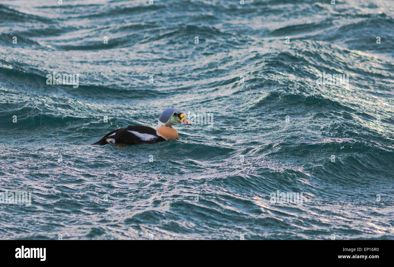 King eider swimming in atlantic ocean in Andenes, Norway Stock Photo ...