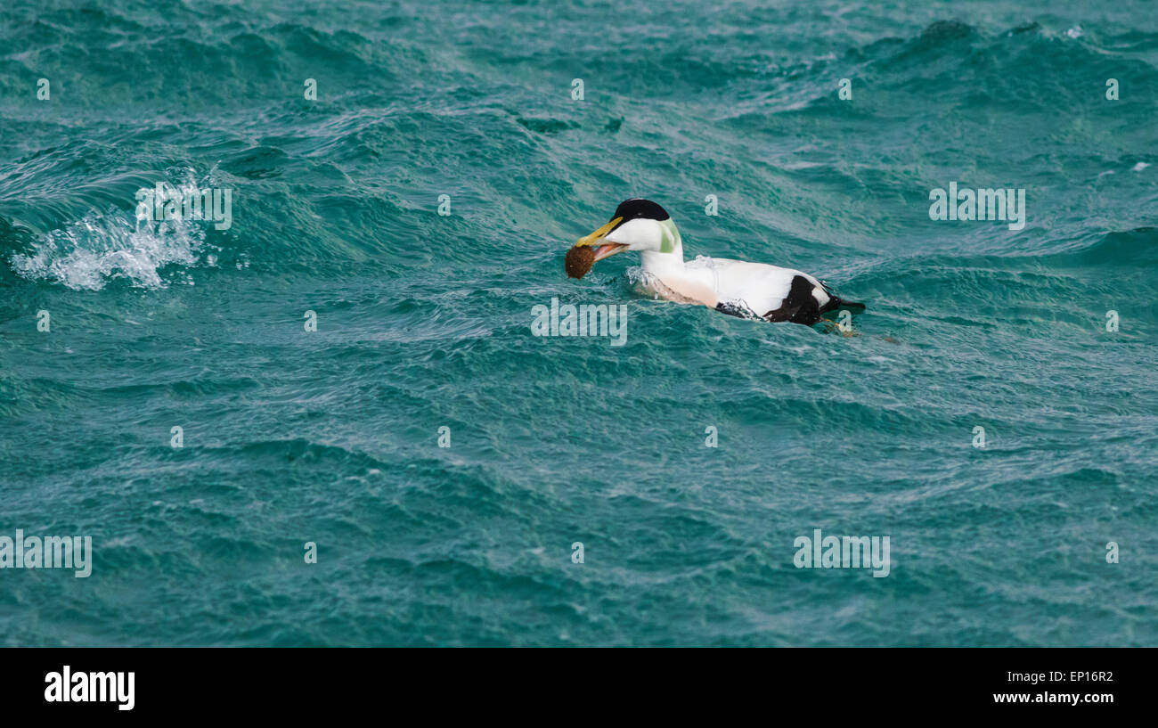 Eidersea hi-res stock photography and images - Alamy