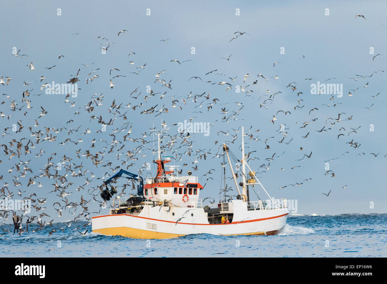 Fishing boat going out to sea with many gulls flying around it, Andenes ...