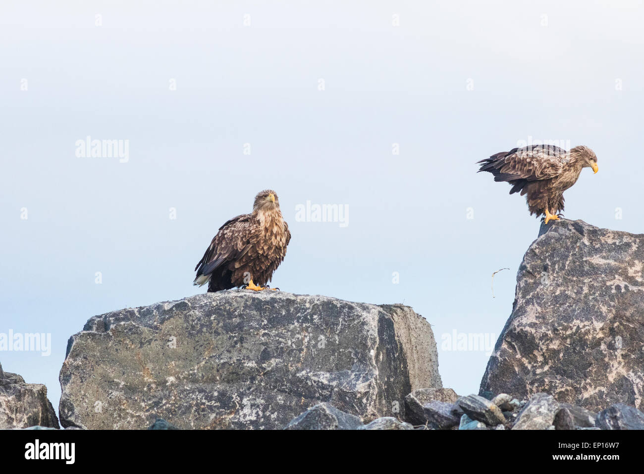 Birds pooping hi-res stock photography and images - Alamy