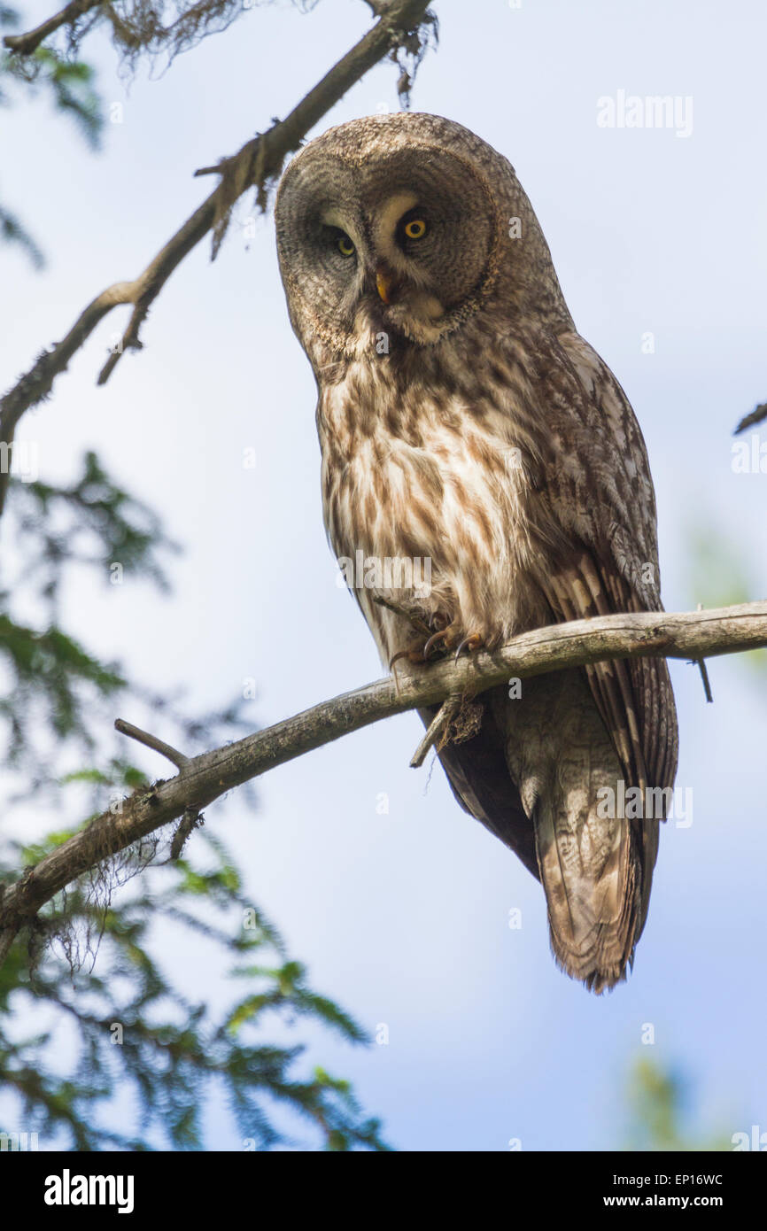 Great grey owl, Strix nebulosa lapponica, sitting in a spruce looking ...