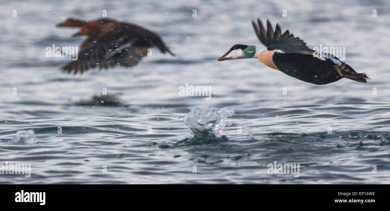 Male Common eider, Somateria mollissima, flying over water and two ...