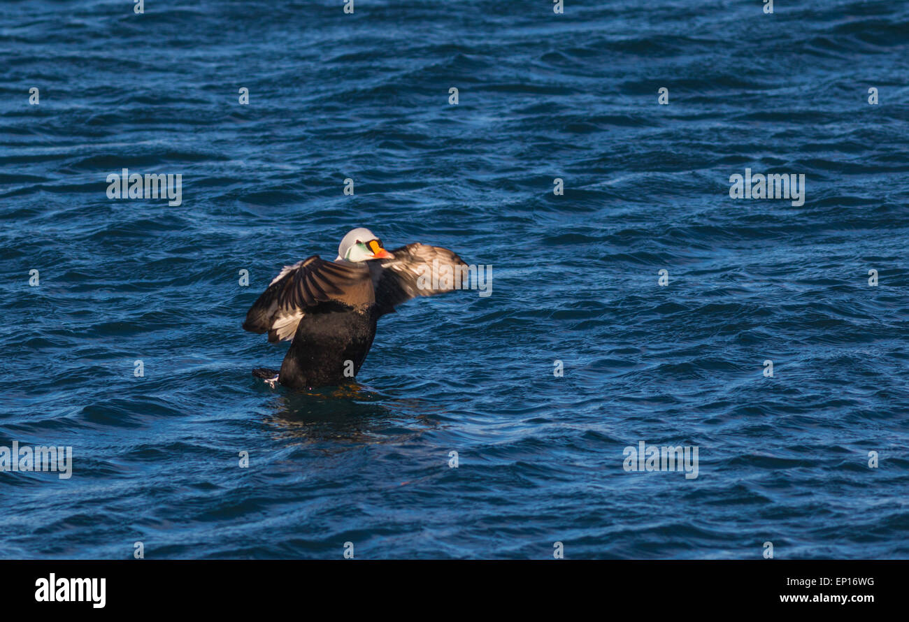Male King eider, Somateria spectabilis, standing up and flapping wings ...