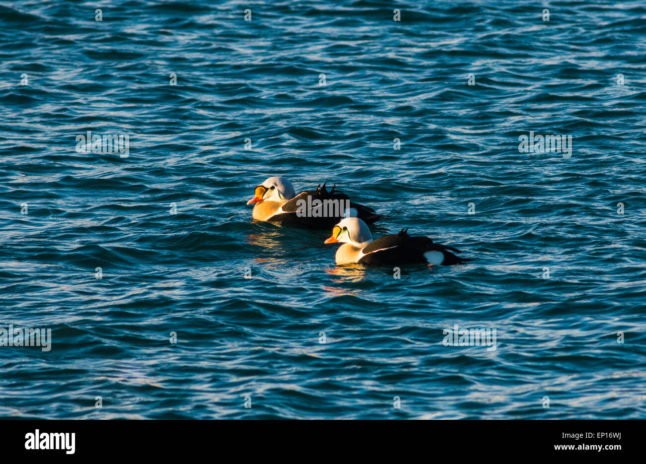 Two King eider, Somateria spectabilis, swimming together in ...