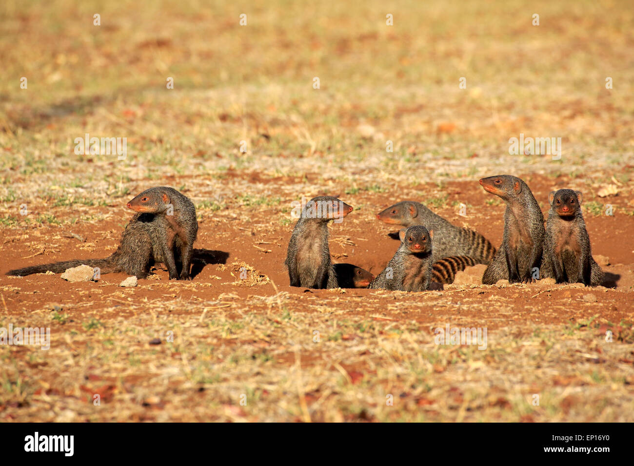 Banded Mongoose (Mungos mungo), mongoose familiy with pups, at the den ...