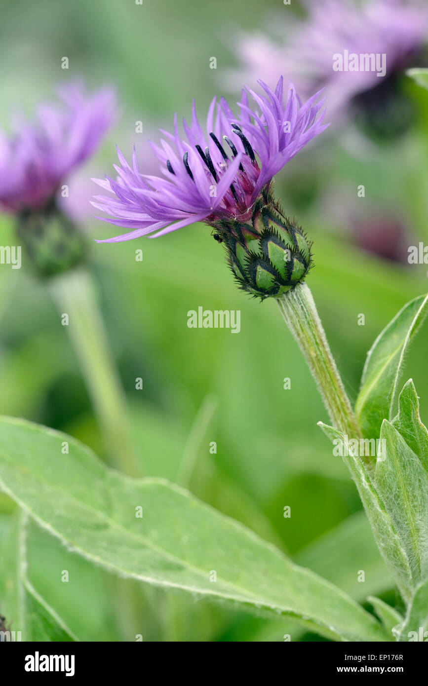 Perenial or Mountain Cornflower - Centaurea montana Alpine flower ...